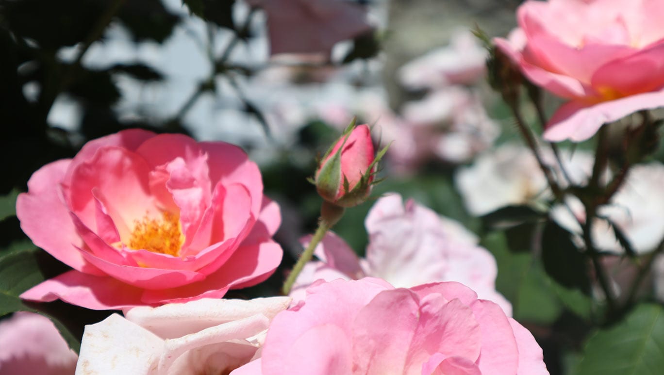 Want a Sense of Awe? See New England Flowers Paired With Uplifting ...